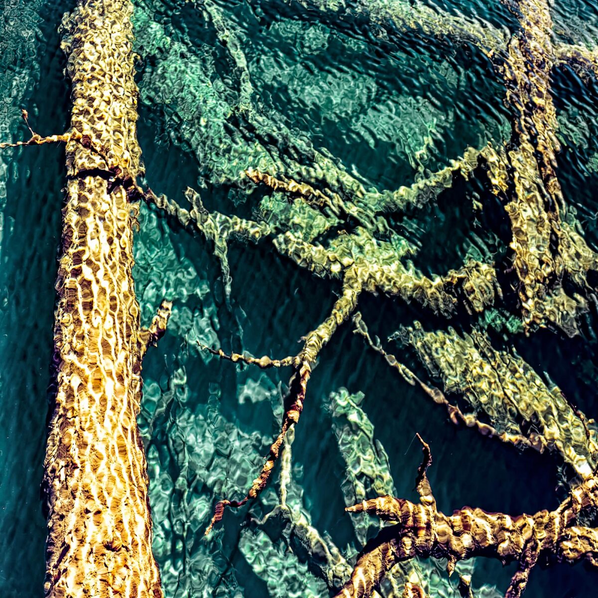 TREES – Peter Dulson – Photographer – Sculptor – Creator
